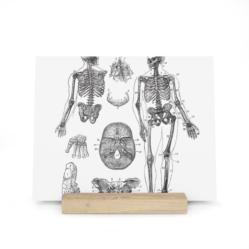 Bone Beauty Gallery Board With Stand - Etsy