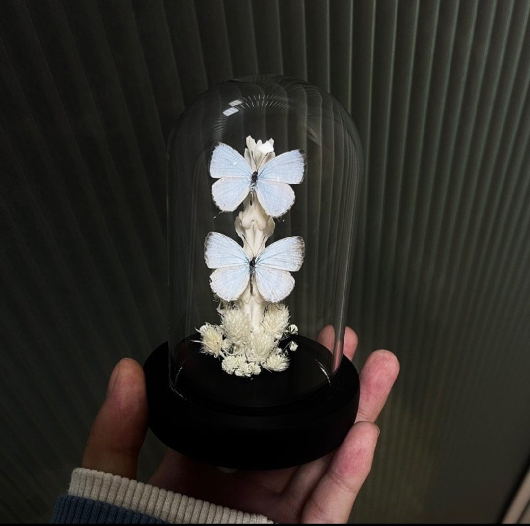 Holly Blue Butterfly Specimen Mink Skeleton Specimen Glass Cover - Etsy