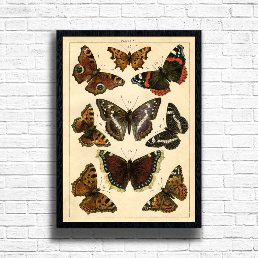 Vintage Botanical Print : Butterfly - Botanic Illustration Art Prints ...