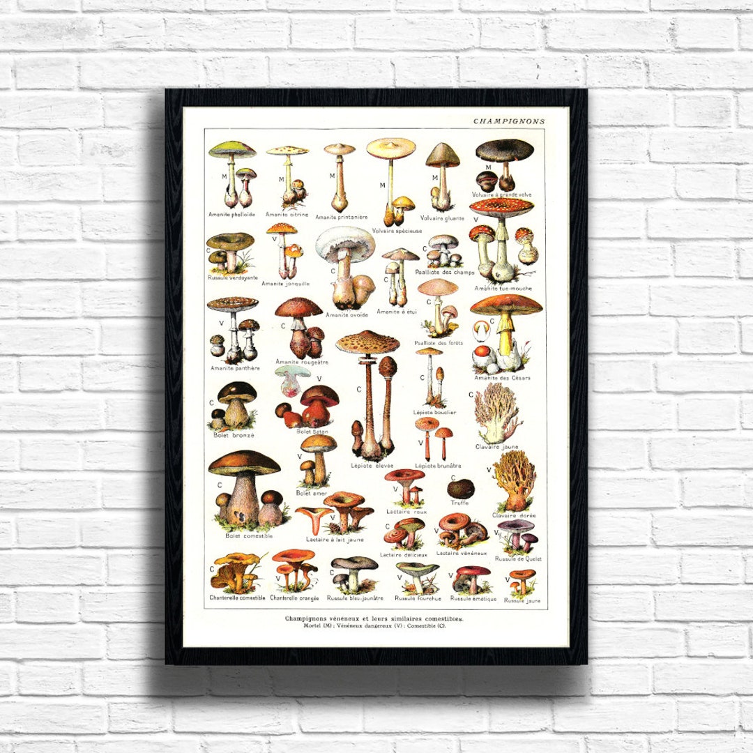 Vintage Mushroom Chart Print: French Botanical Illustration, Herbalist ...