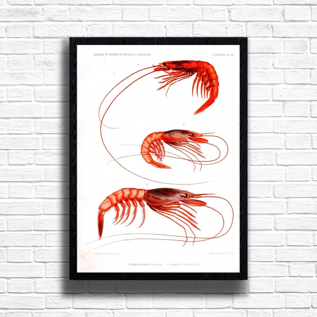 Vintage Sea Creatures Print Shrimp Seafood Illustration Art Prints ...