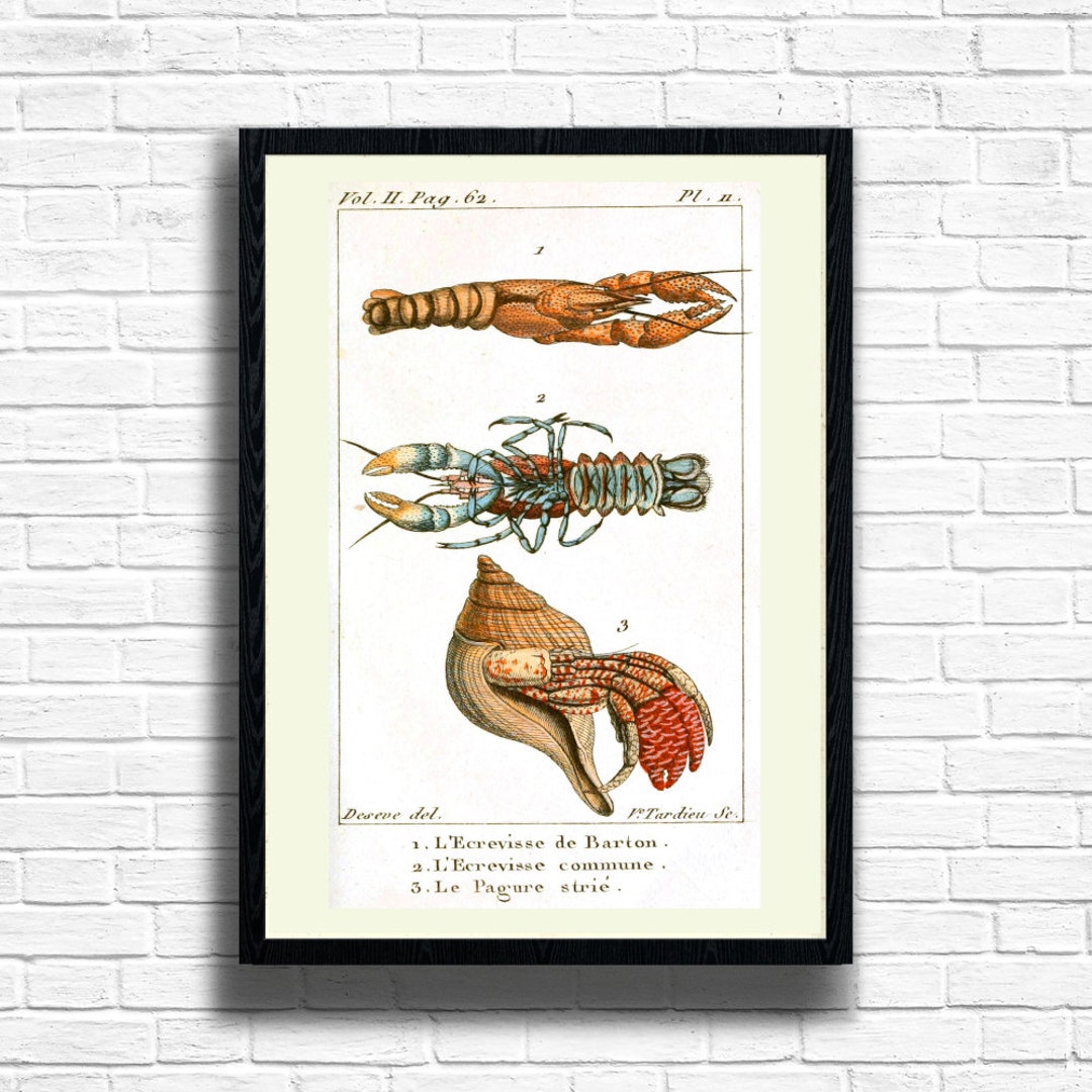 Lobster & Crayfish Vintage Sea Creatures Print Seafood Illustration Art ...