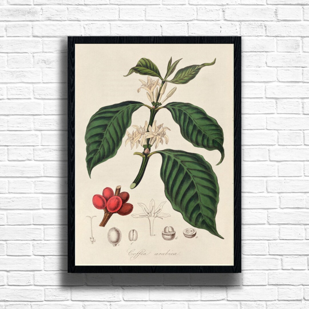 Vintage Coffee Plant Botanical Print: Herbalist Gift, Hot Drink Poster ...