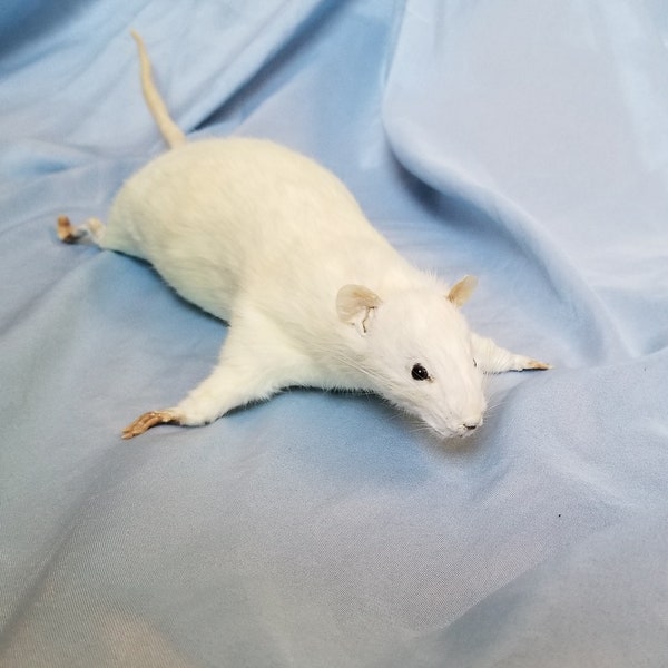 Taxidermy Rat - Etsy