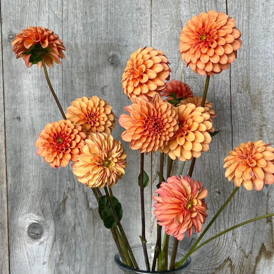 Dahlia Tubers, Rose Toscano - Etsy