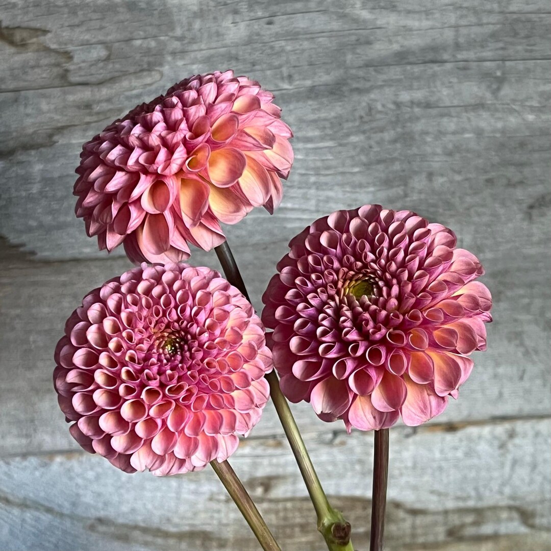 Dahlia Tubers, Koko Puff - Etsy