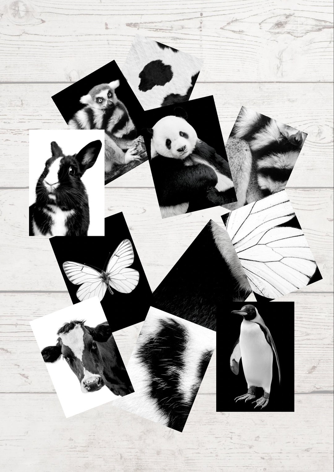 Black and White Picture Book, Cards to Associate With Real Images ...