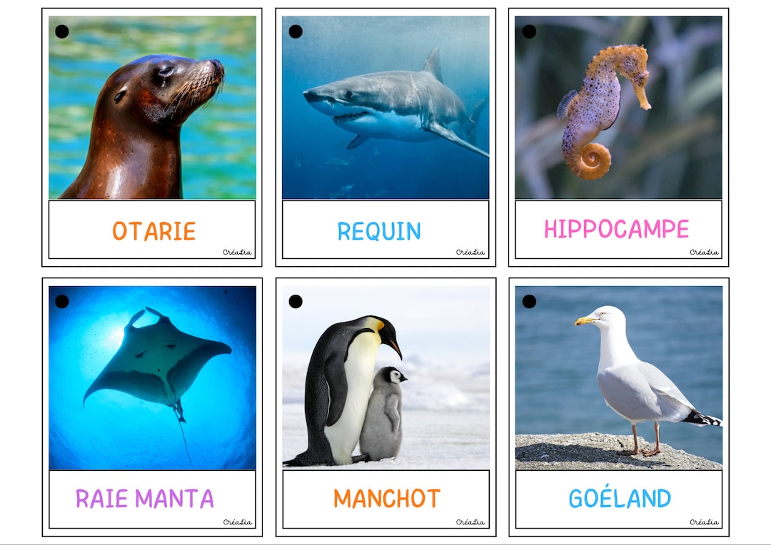 Imagine Marine Animals With Real Images - Etsy