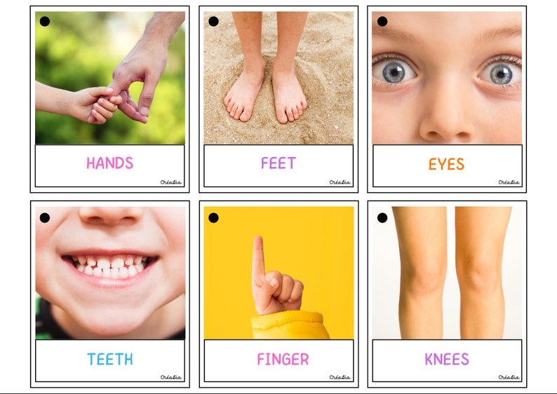 Body Parts Flashcards - Etsy