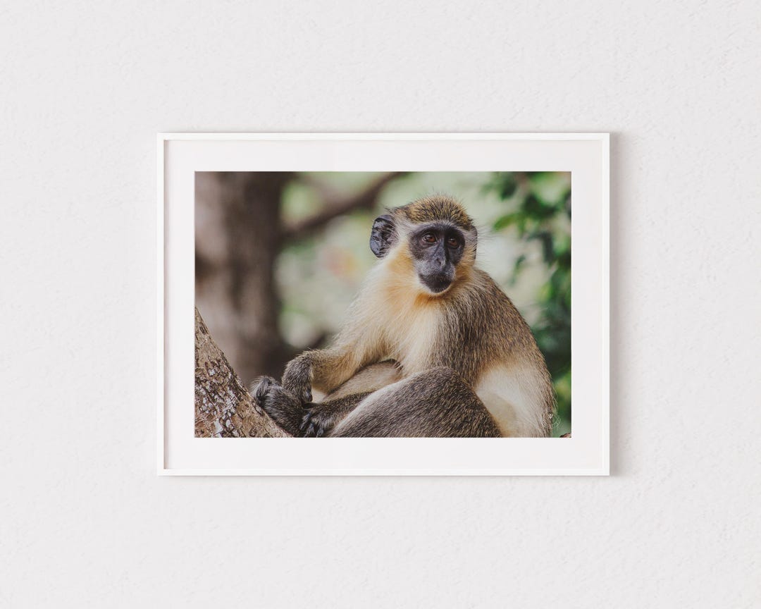 Barbados Monkey Photography Wall Decor, Tropical Island Decor, Animal ...