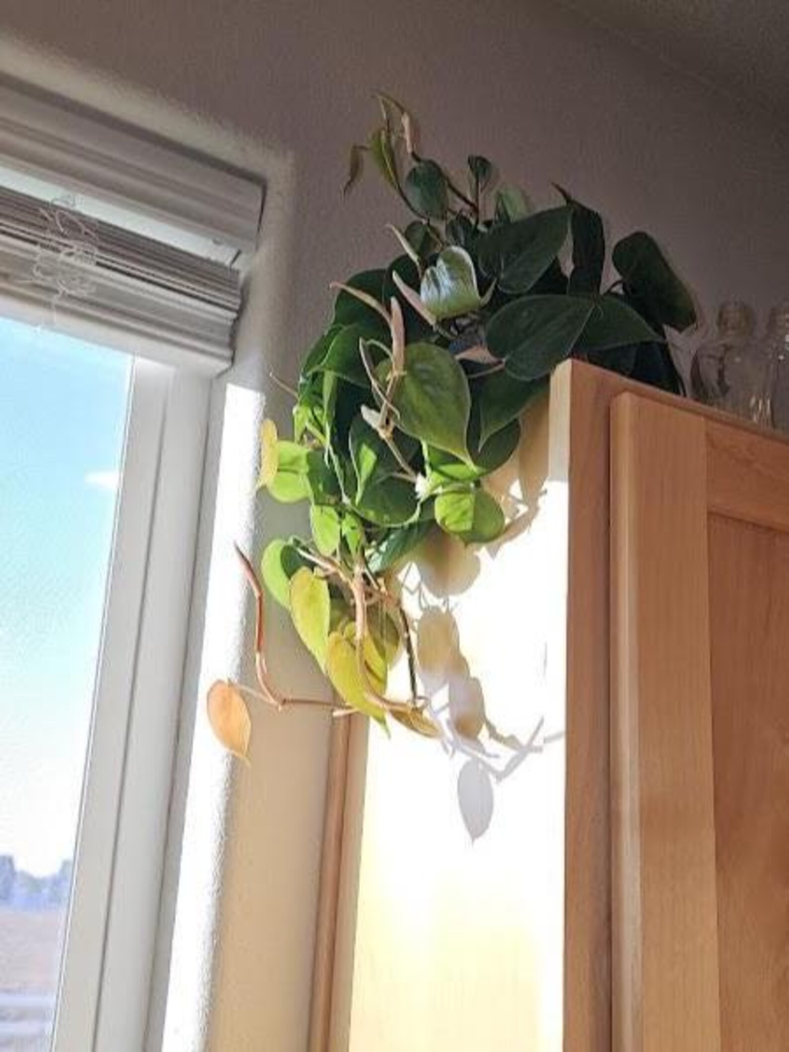 Heart Leaf & Lemon Lime Philodendron Cuttings – Unrooted Node | Easy ...