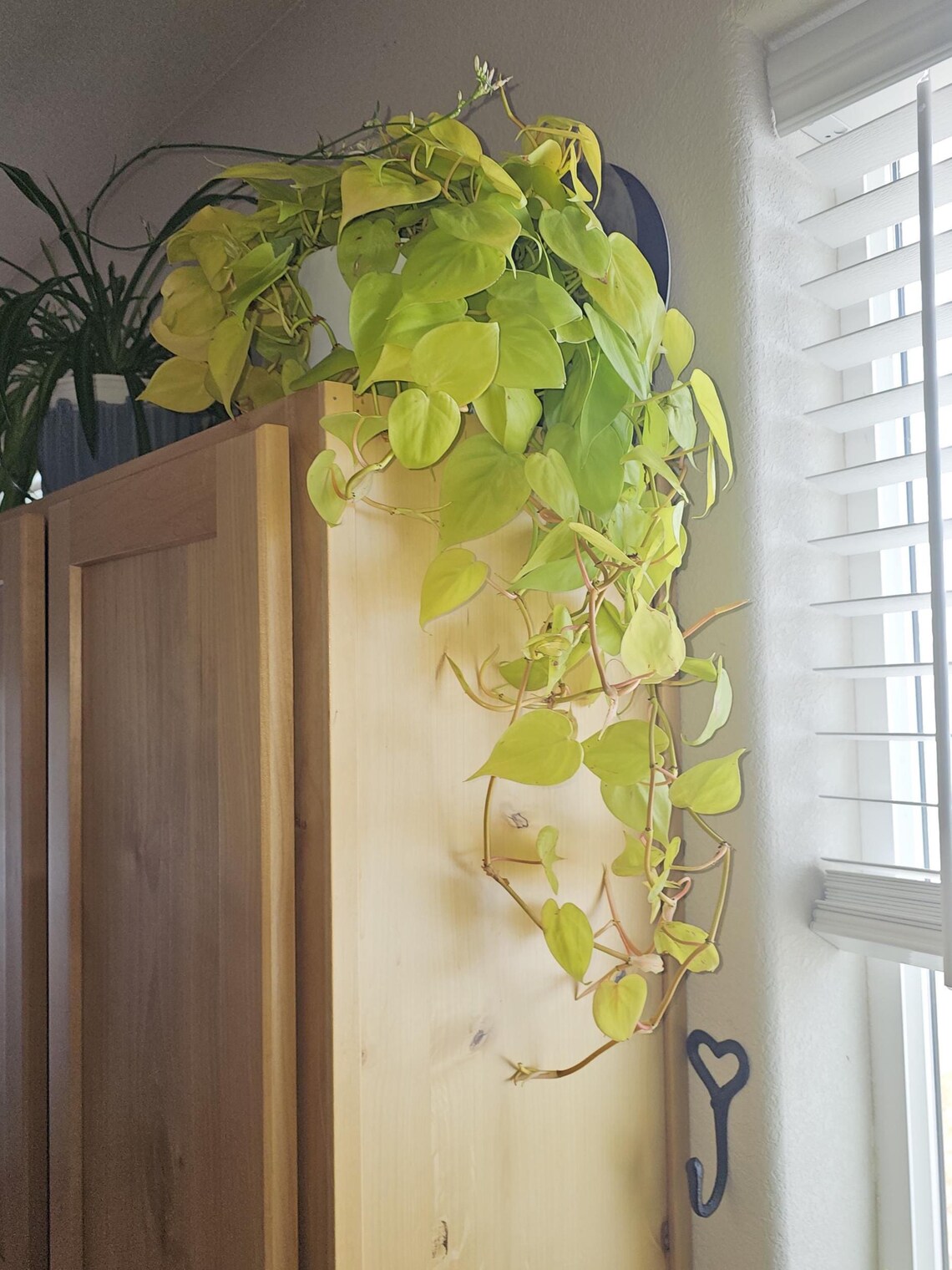 Heart Leaf & Lemon Lime Philodendron Cuttings – Unrooted Node | Easy ...