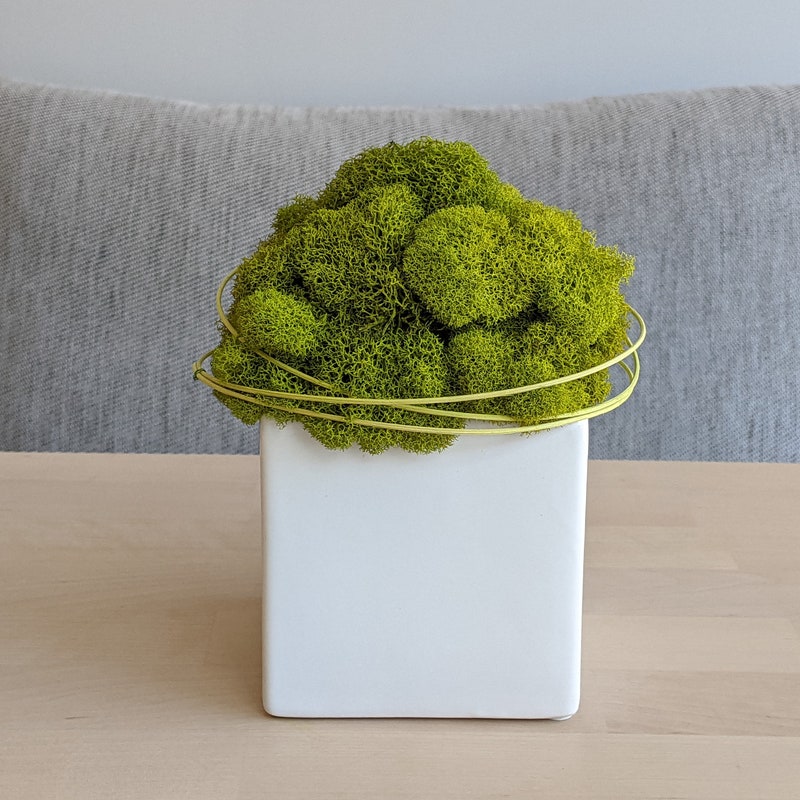 Moss Arrangement - Etsy