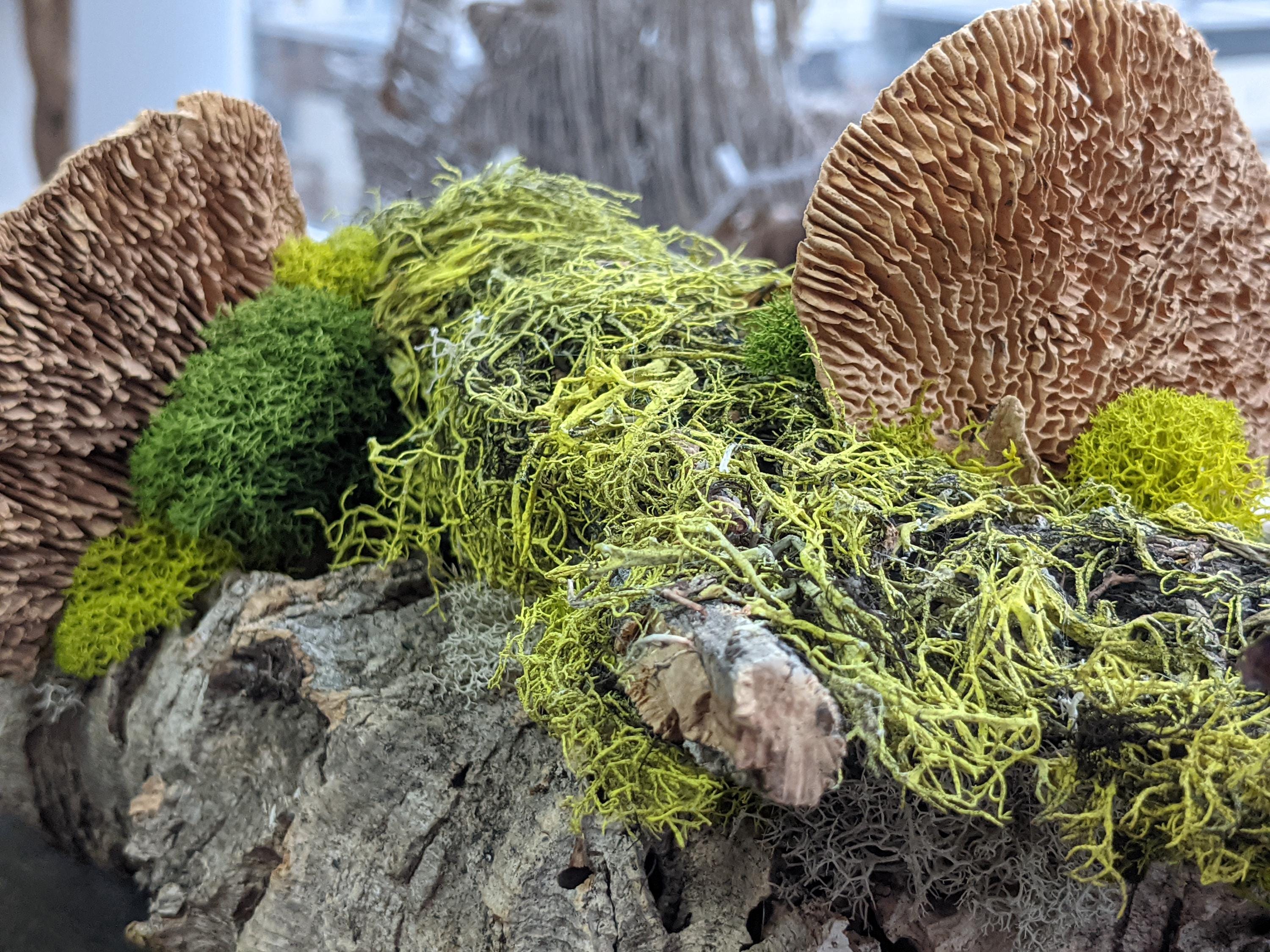 Unique Mushroom Wall Art | Moss Wall Art | Fall Decor | Mushroom Decor ...