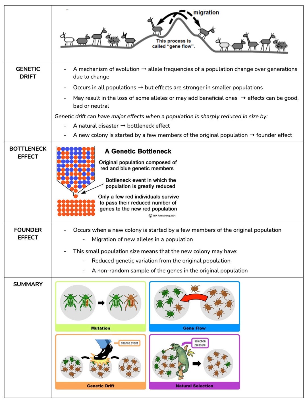 Band 6 HSC Biology Notes Module 6 Genetic Change - Etsy