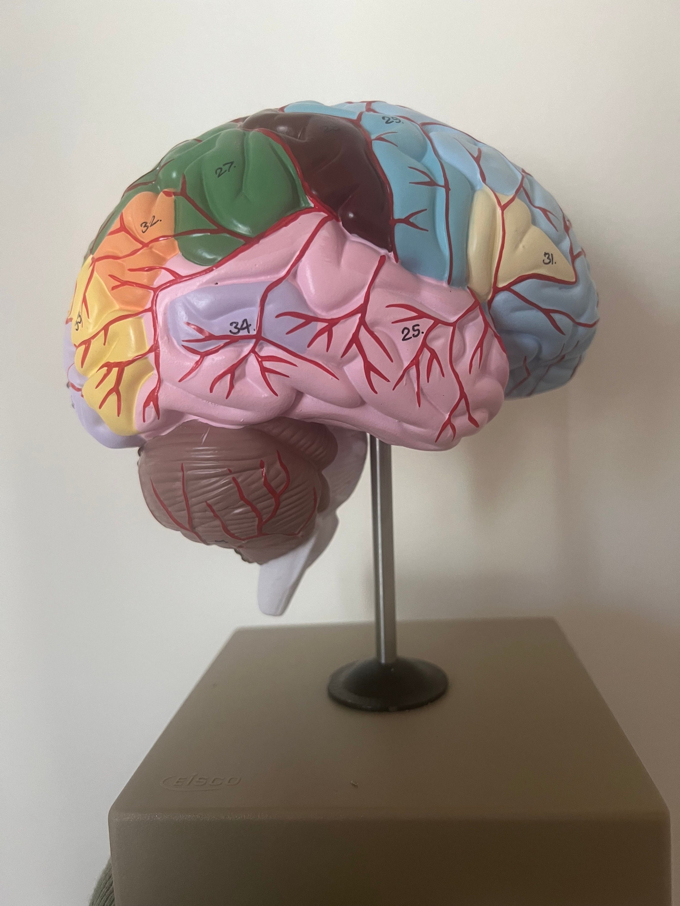 BEDAZZLED BRAIN MODEL, Gift for Therapist, Psyd, Psychologist ...