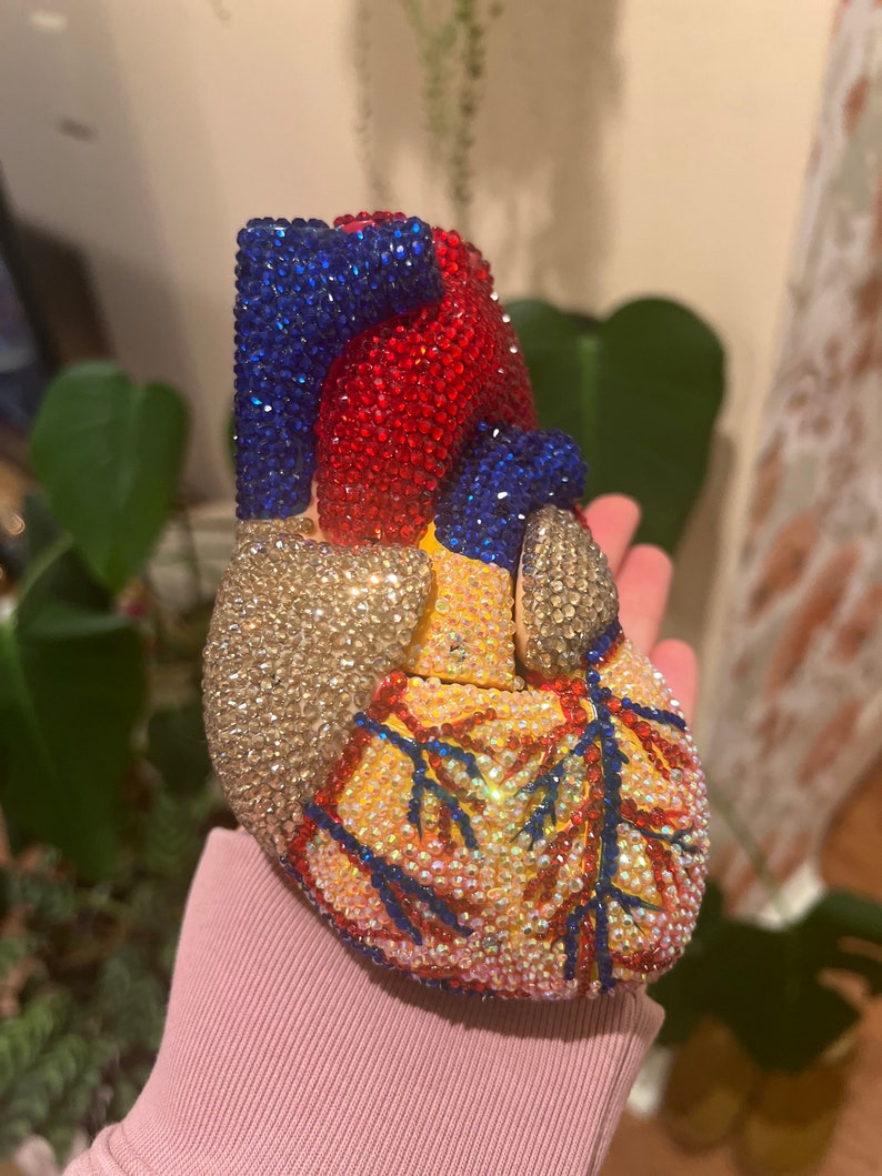 BEDAZZLED HEART, Cardiac Model, Nursing Student, Med Student, NP ...