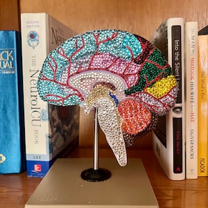 BEDAZZLED BRAIN MODEL, Gift for Therapist, Psyd, Psychologist ...