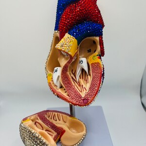 BEDAZZLED HEART, Cardiac Model, Nursing Student, Med Student, NP ...