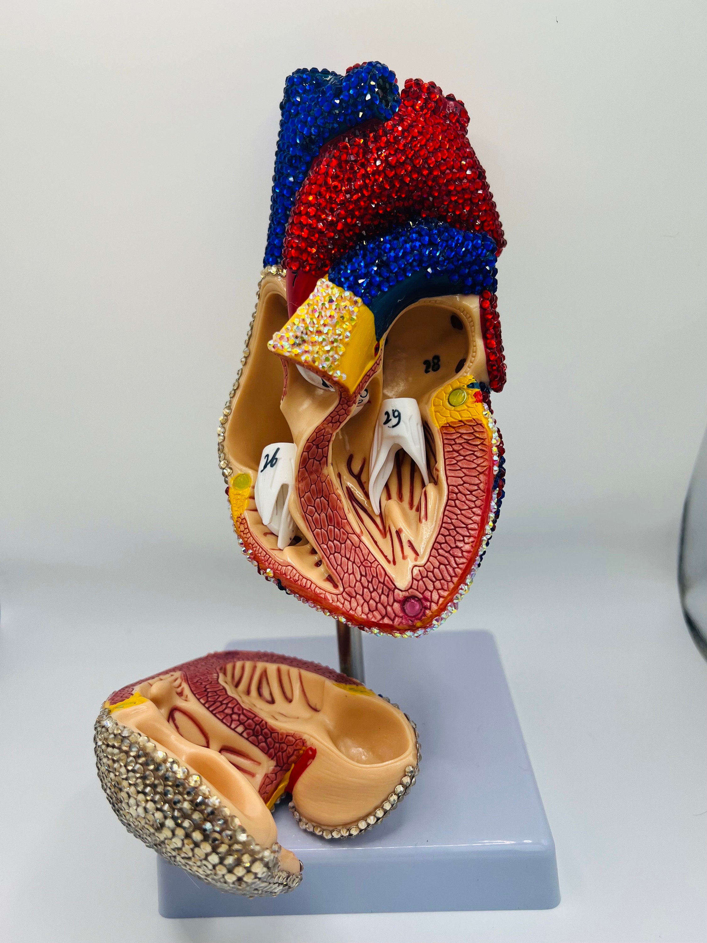BEDAZZLED HEART, Cardiac Model, Nursing Student, Med Student, NP ...