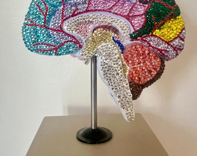 BEDAZZLED BRAIN MODEL, Gift for Therapist, Psyd, Psychologist ...