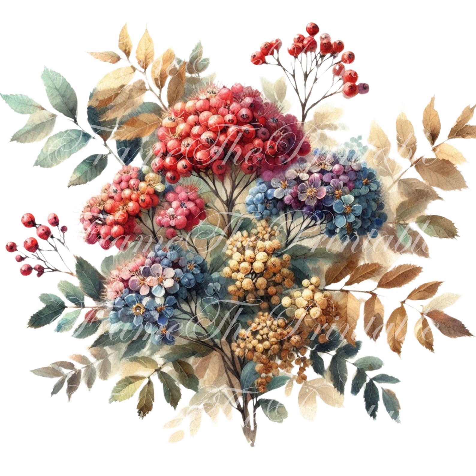 Watercolour Autumn Berries Clipart, Fall Rowan Berry PNG, Botanical Red ...