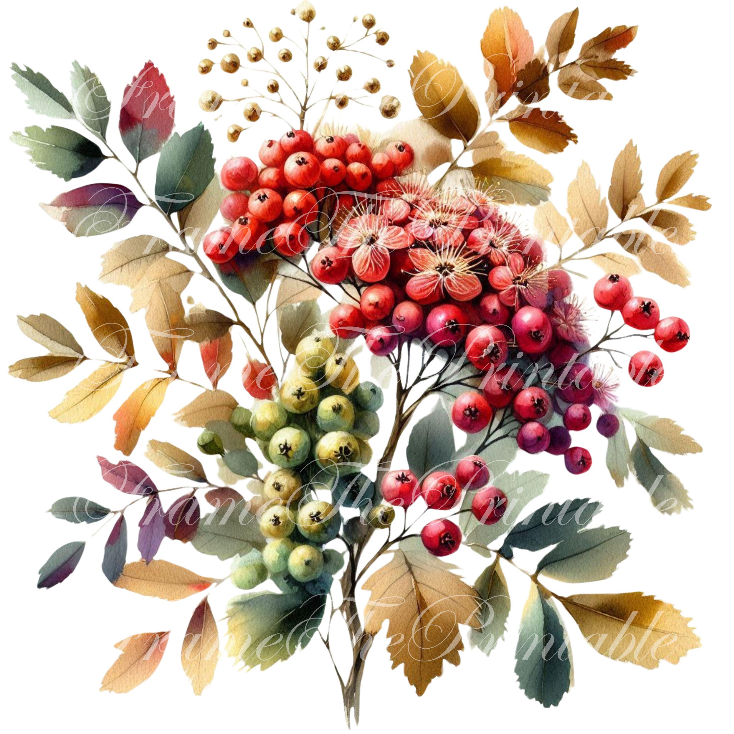 Watercolour Autumn Berries Clipart, Fall Rowan Berry PNG, Botanical Red ...