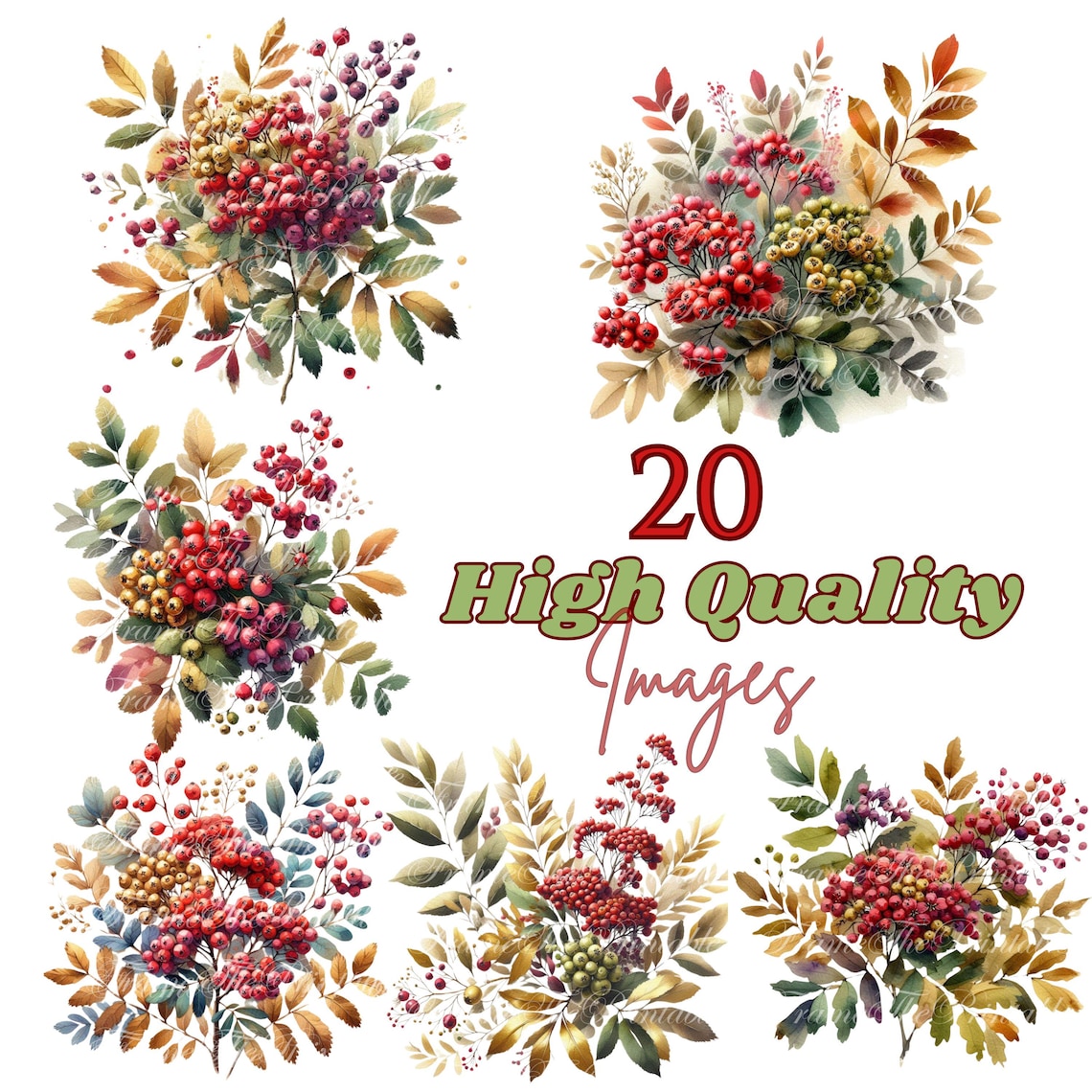Watercolour Autumn Berries Clipart, Fall Rowan Berry PNG, Botanical Red ...