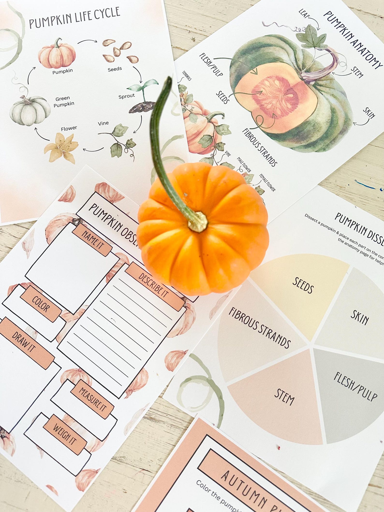 Pumpkin Unit Study | Fall Seasonal | Homeschool Autumn Printable ...