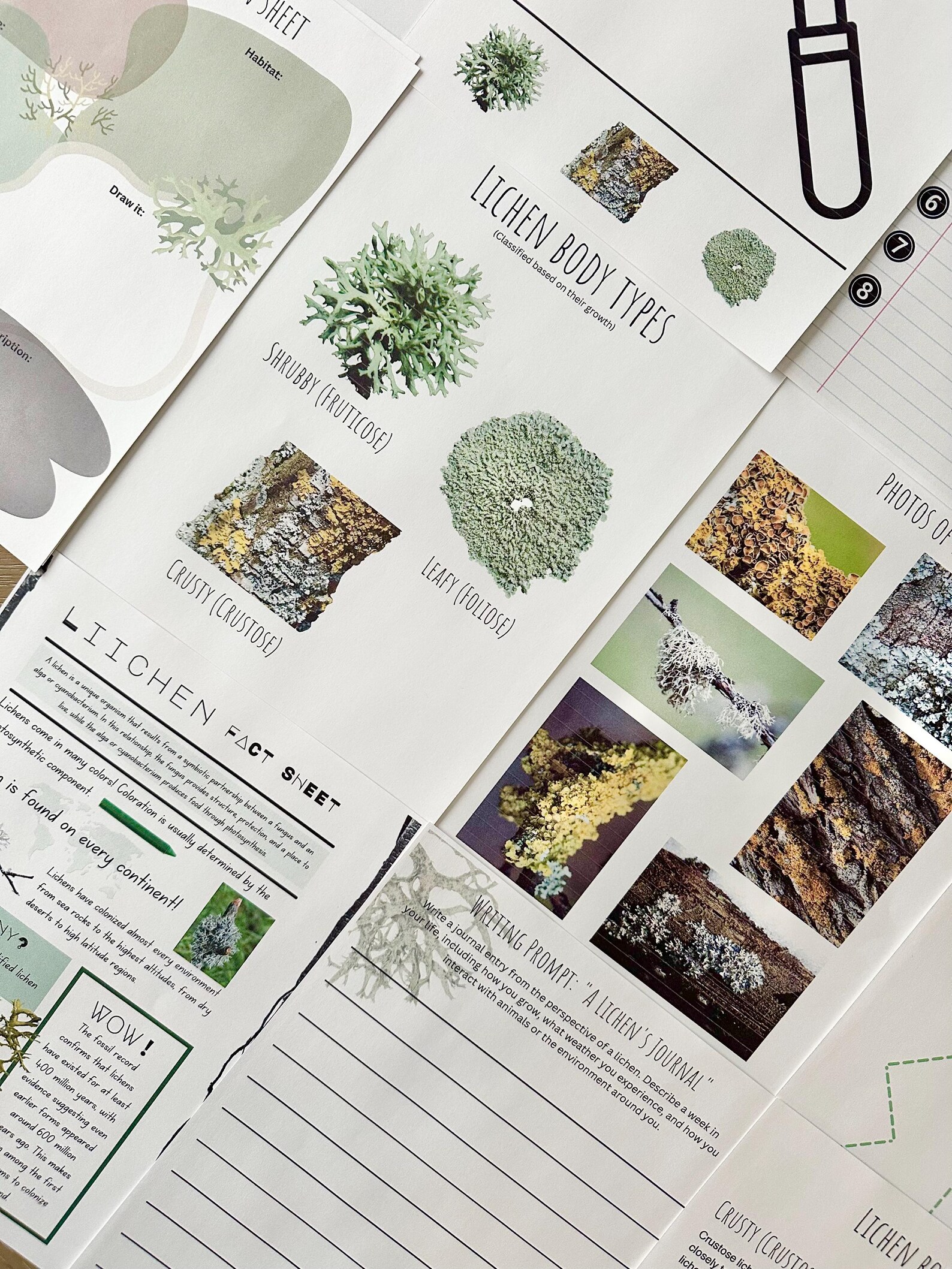 Lichen Unit Study | Homeschool | Wildschooling | Nature School | Moss ...