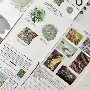 Lichen Unit Study | Homeschool | Wildschooling | Nature School | Moss ...