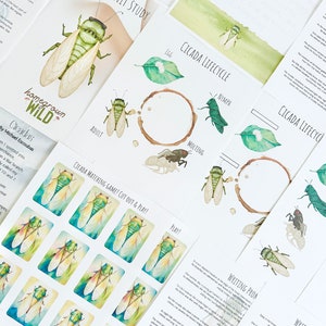 Cicada Unit Study | Homeschool | Insect | Digital Worksheets | Nature ...