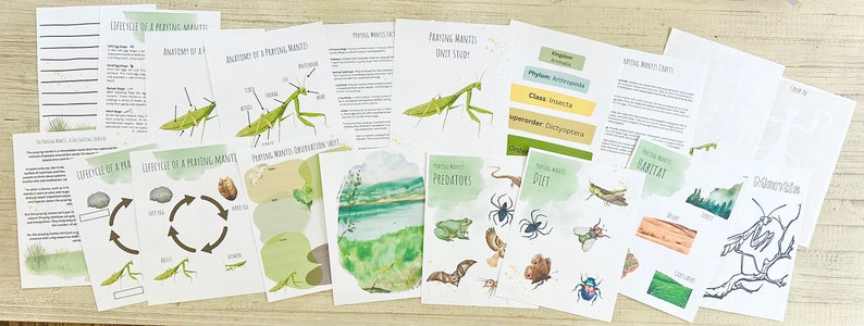 Praying Mantis Unit Study | Homeschool Nature School | Worksheets ...