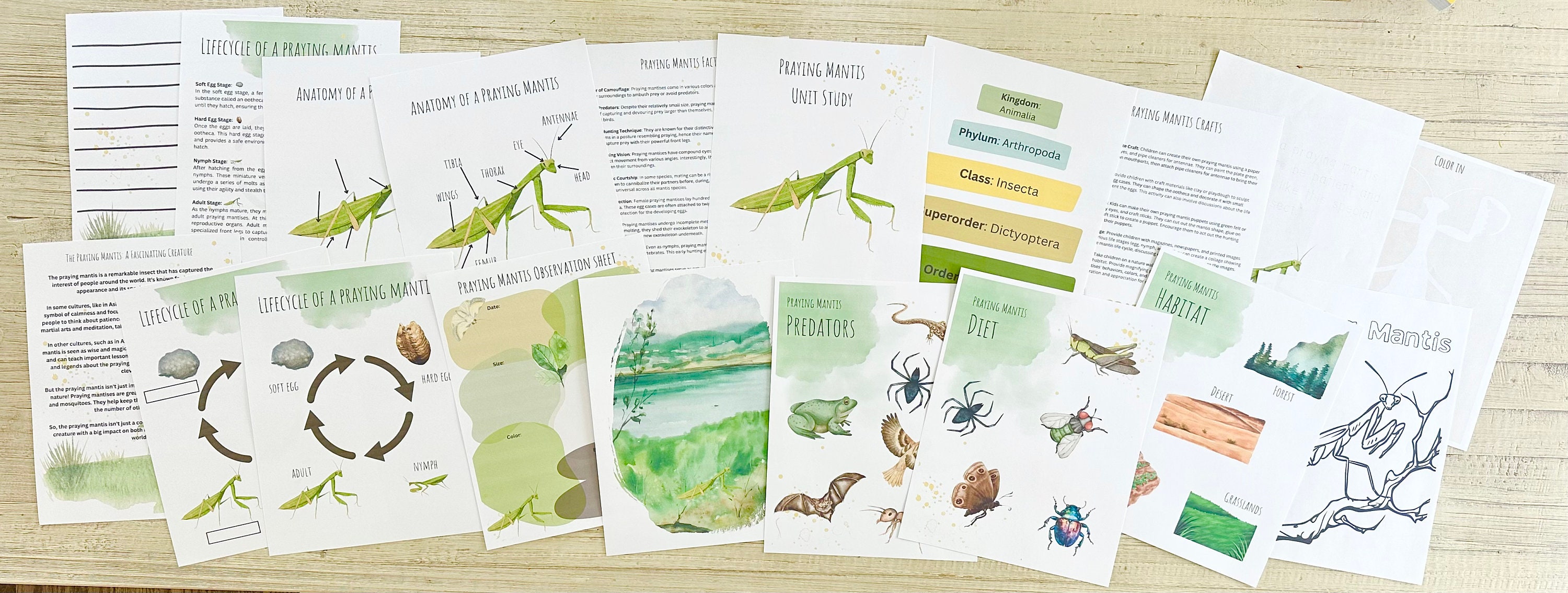 Praying Mantis Unit Study | Homeschool Nature School | Worksheets ...