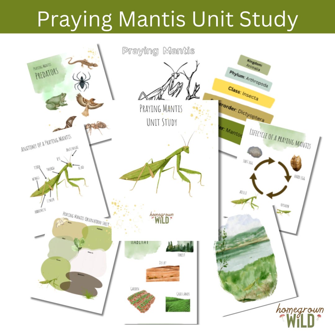 Praying Mantis Unit Study | Homeschool Nature School | Worksheets ...