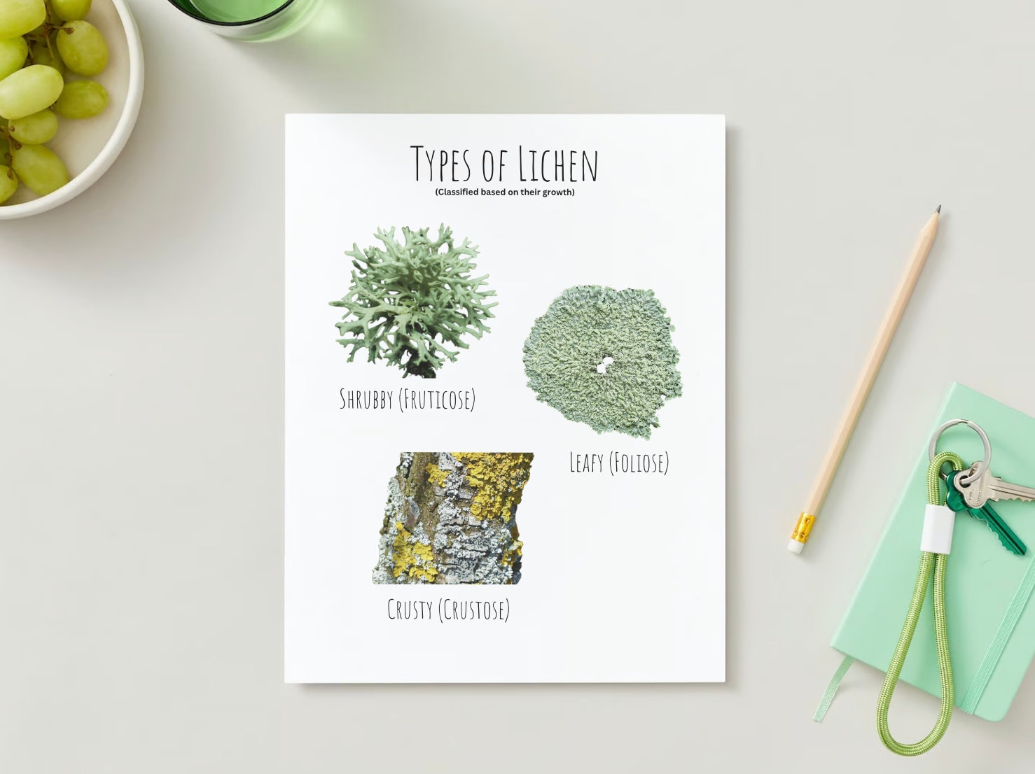 Lichen Unit Study Homeschool Wildschooling Nature School Worksheets - Etsy