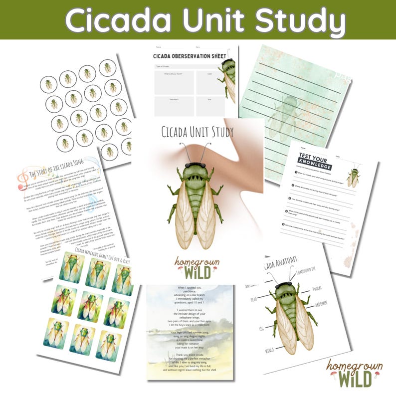 Cicada Unit Study | Homeschool | Insect | Digital Worksheets | Nature ...