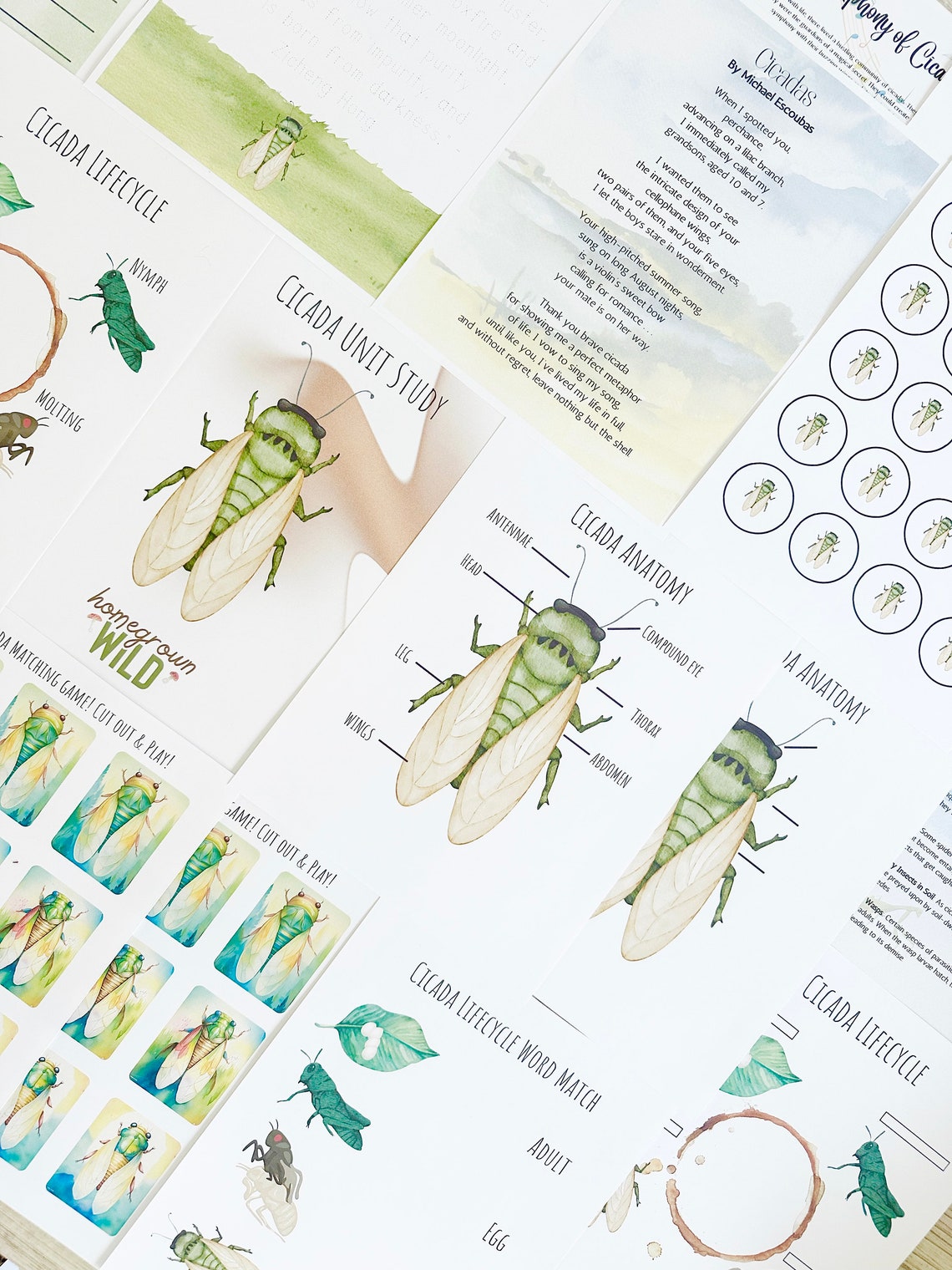 Cicada Unit Study | Homeschool | Insect | Digital Worksheets | Nature ...