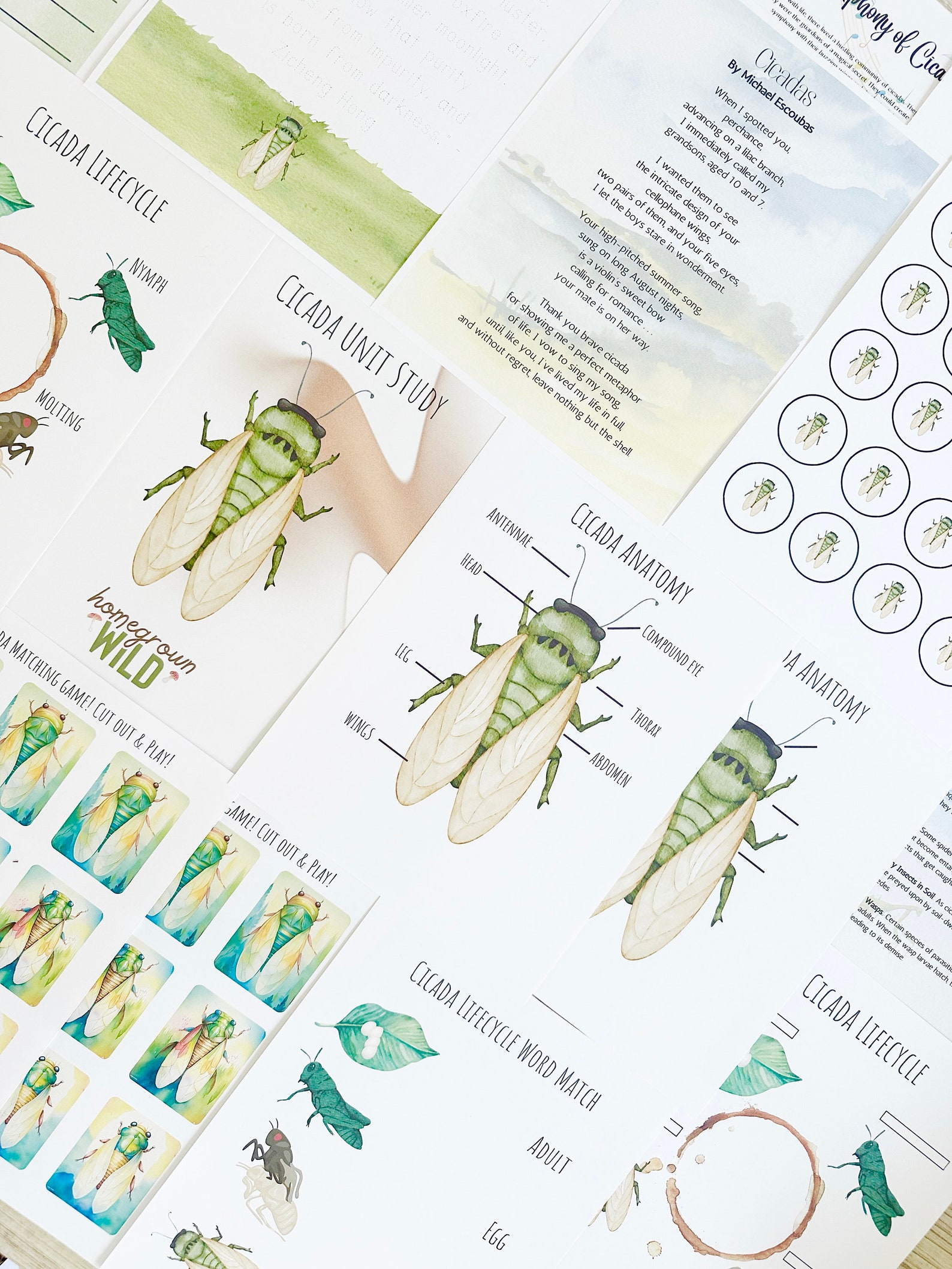 Cicada Unit Study | Homeschool | Insect | Digital Worksheets | Nature ...