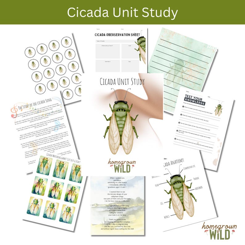 Cicada Unit Study | Homeschool | Insect | Digital Worksheets | Nature ...