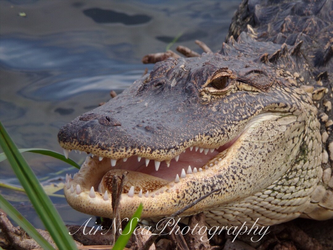 American Alligator Print Nature Photography Gator Photography Florida ...