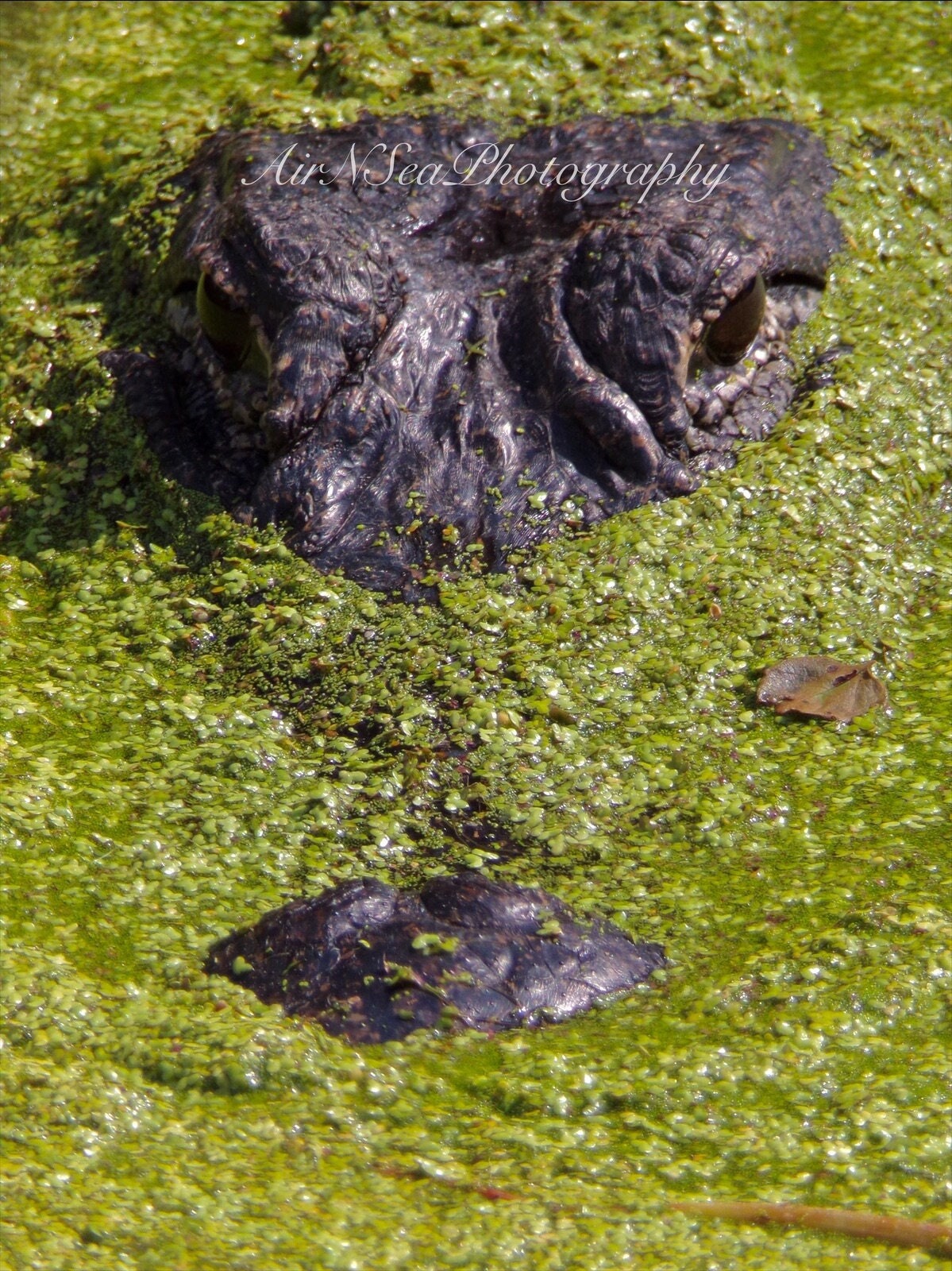 American Alligator Print Nature Photography Gator Photography Florida ...