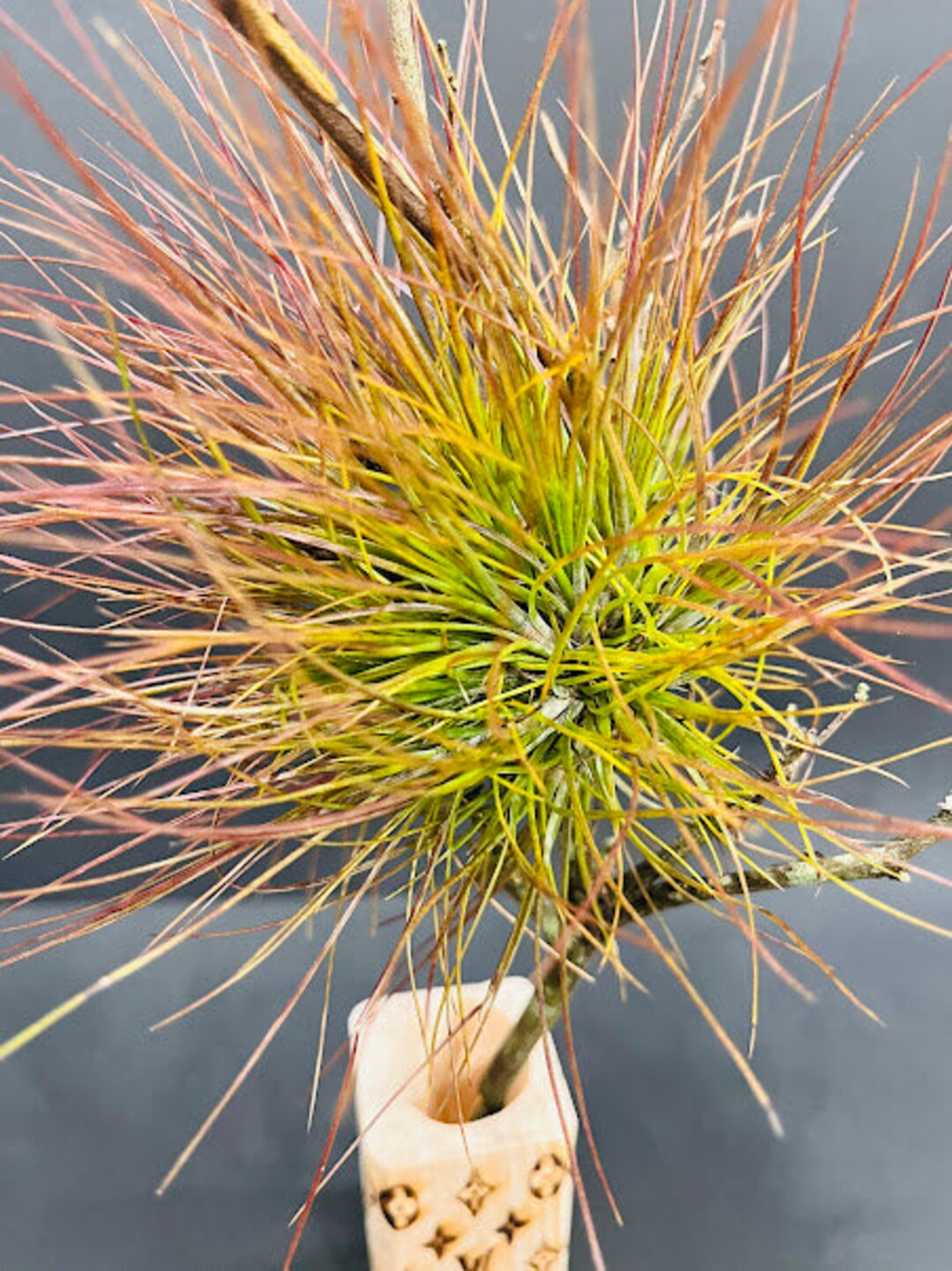 The Live Air Plant Tillandsia Setacea Southern Needleleaf - Etsy