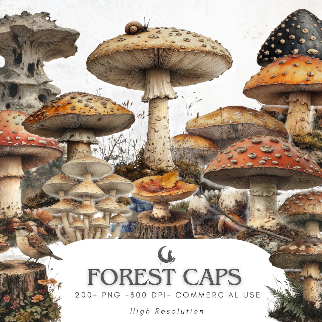 Forest Mushroom Clipart PNG Bundle Toadstool Wild Mushroom Woodland ...