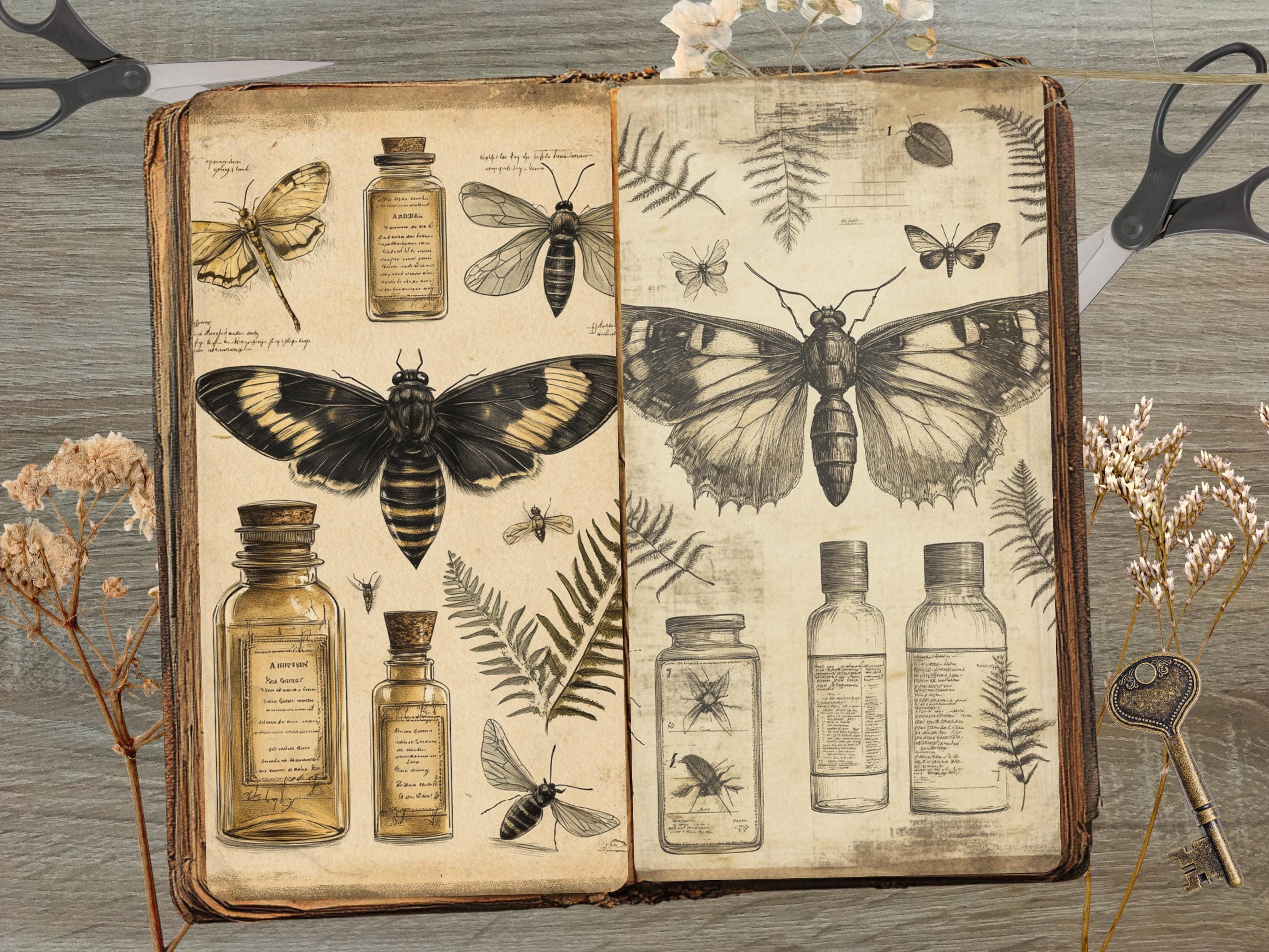 Victorian Insectarium Junk Journal Pages Set of 10 Printable 300 DPI ...