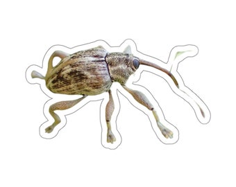 Low Poly Acorn Weevil Closeup Glossy Vinyl Sticker - Etsy