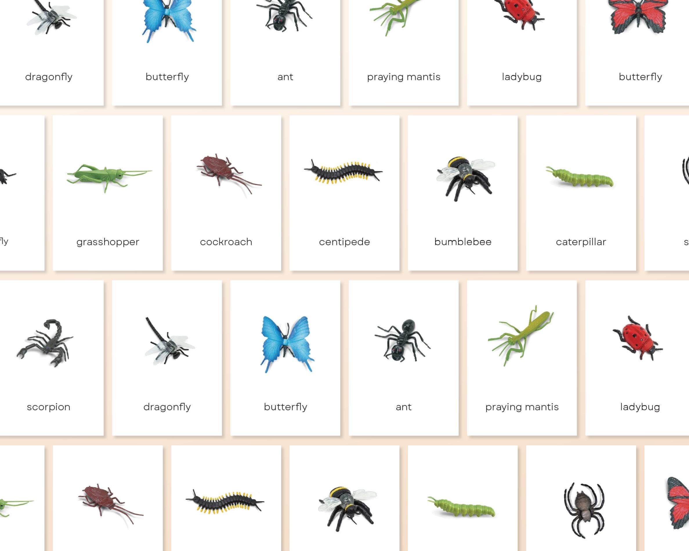 Safari Ltd. TOOB INSECTS - 14 A6 Montessori Matching Cards - Printables ...
