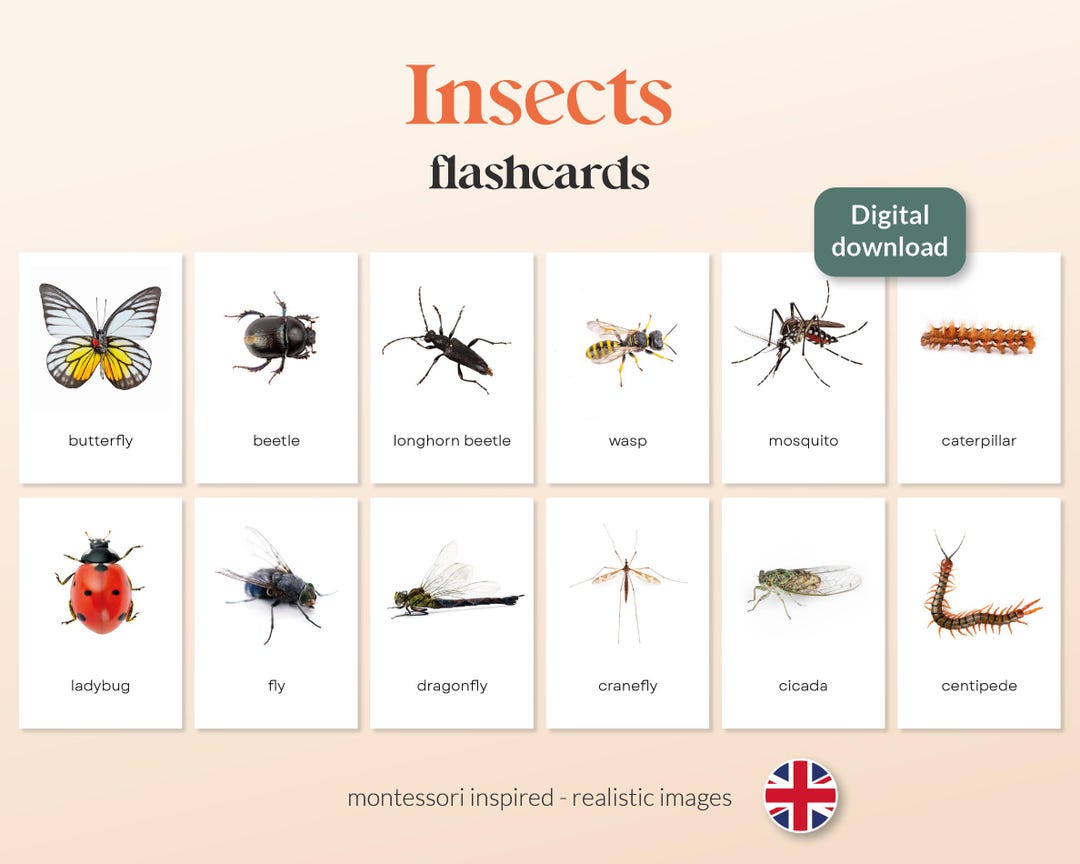 INSECTS - 19 A6 Montessori Flashcards - Printables - English - Etsy