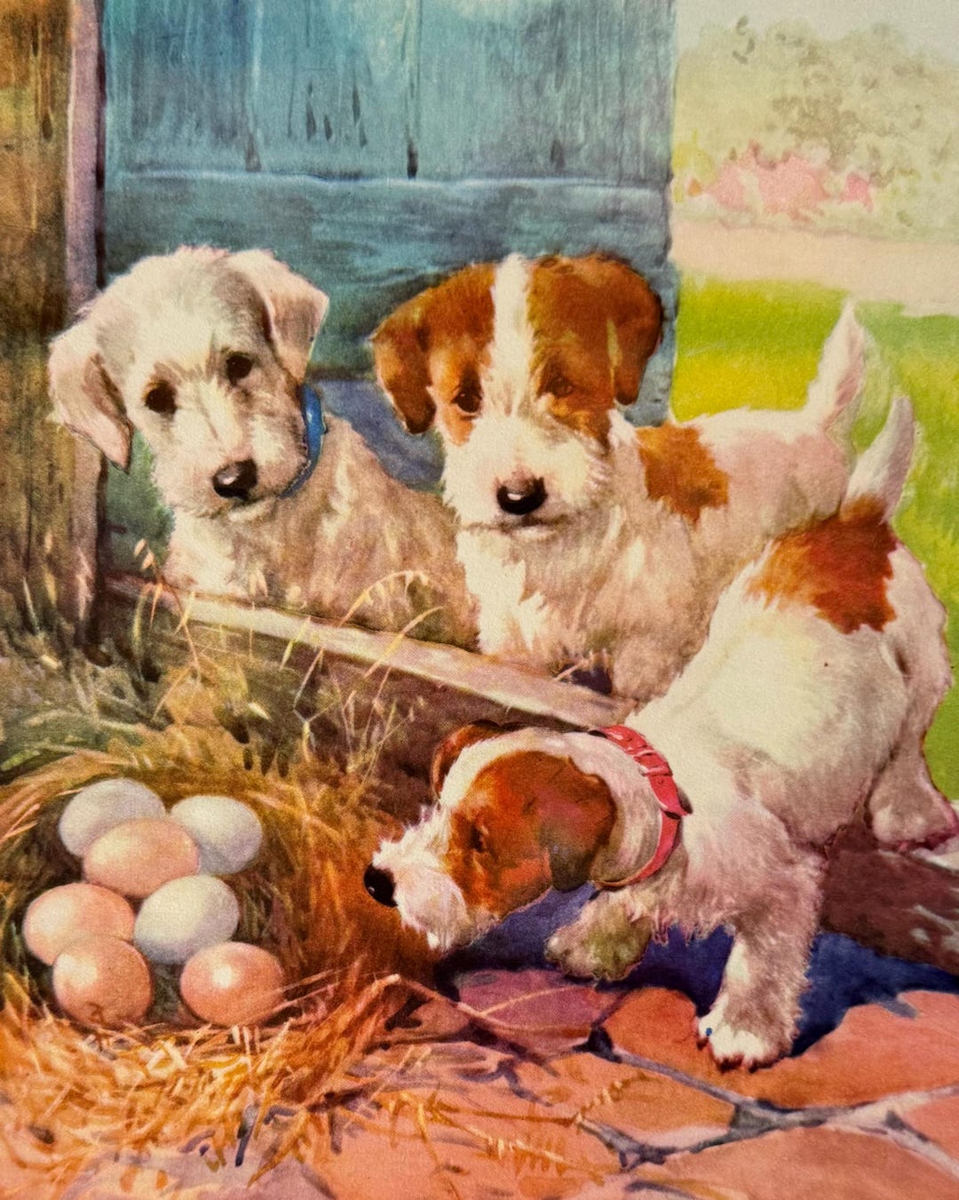 Dogs, Terriers, Farmyard Animals, 1950s Vintage Book Print, Bookplate ...