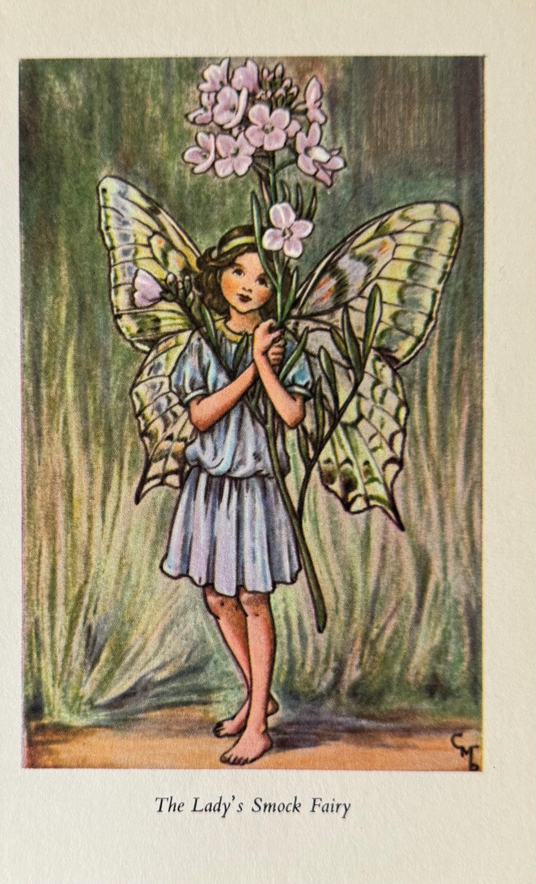 Flower Fairies, Cicely Mary Barker, the Lady’s Smock Fairy, Fantasy Art ...